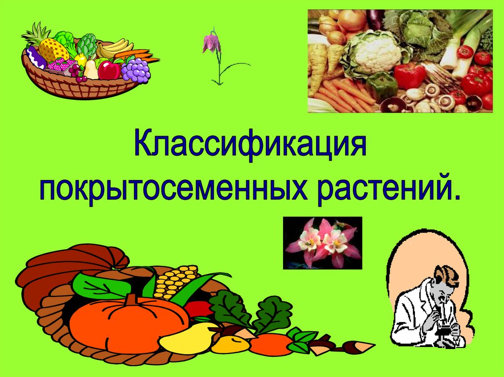 Классификация покрытосеменных растений презентация онлайн