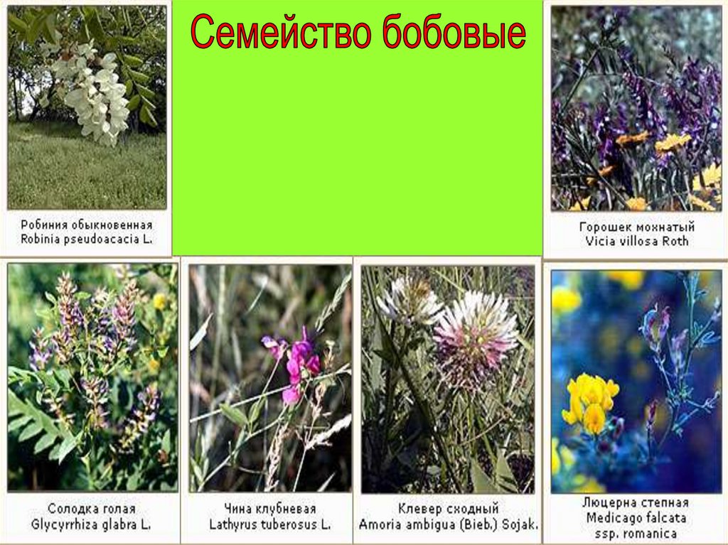 Классификация покрытосеменных растений презентация онлайн