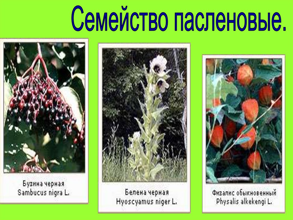 Классификация покрытосеменных растений презентация онлайн