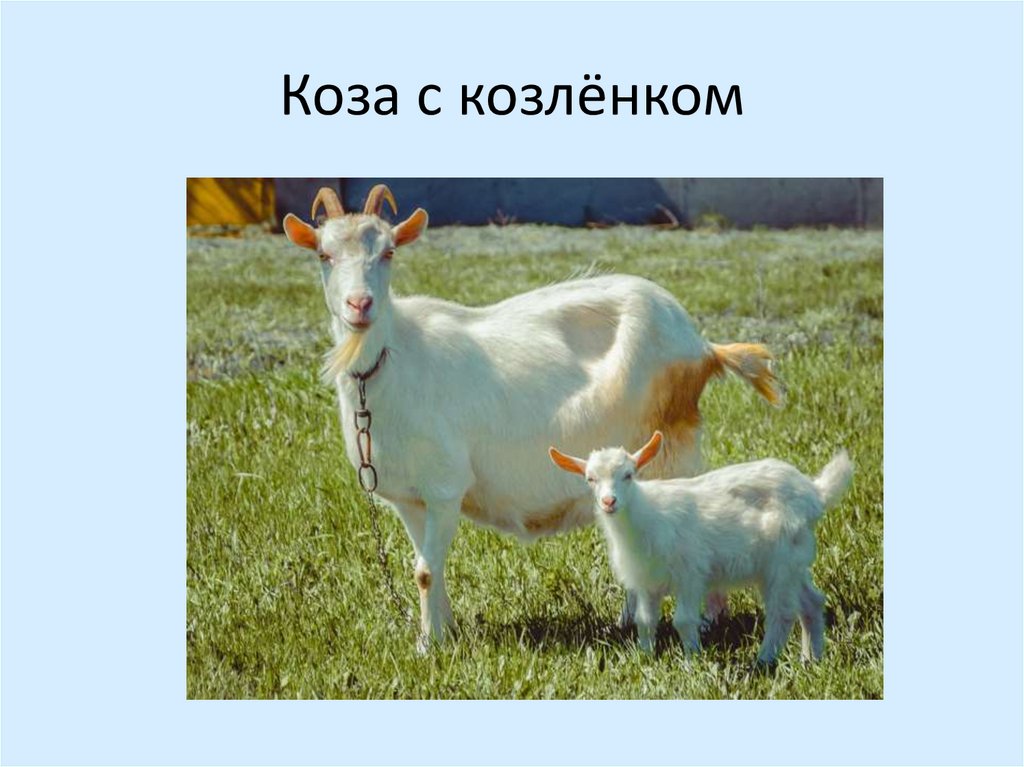 Знакомство с домашними животными - презентация онлайн