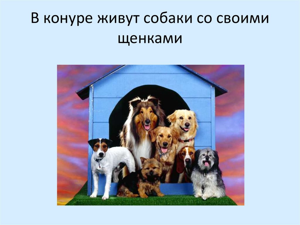 Знакомство с домашними животными - презентация онлайн