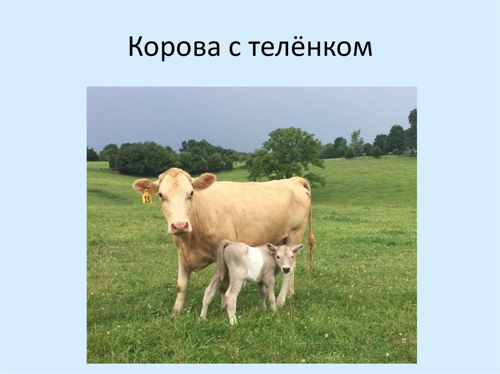 Знакомство с домашними животными - презентация онлайн