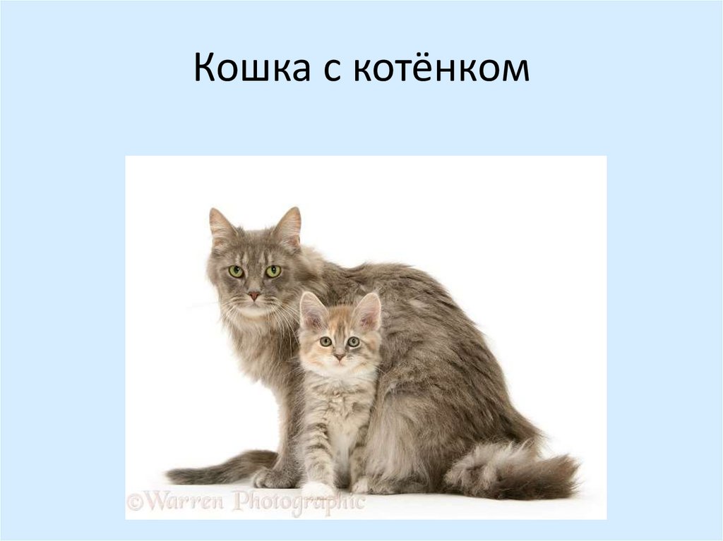 Знакомство с домашними животными - презентация онлайн