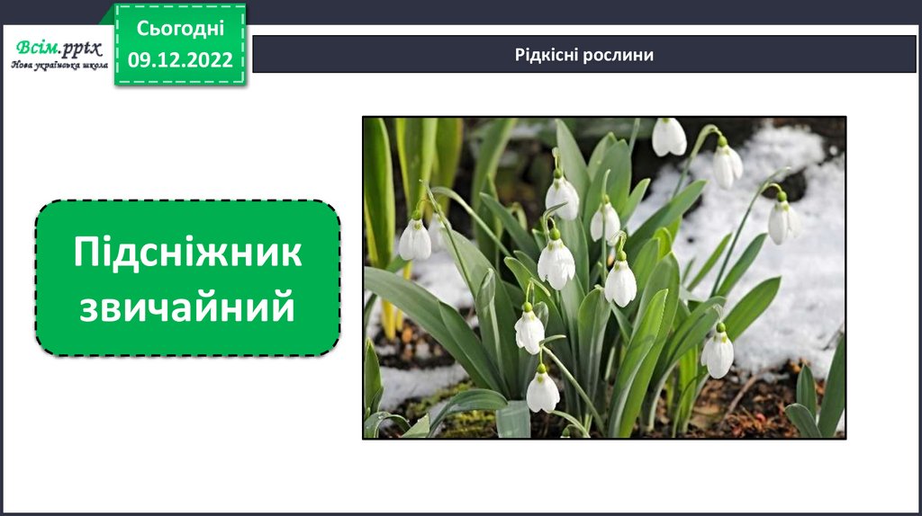 Червона книга України Рідкісні рослини Урок №36 презентация онлайн