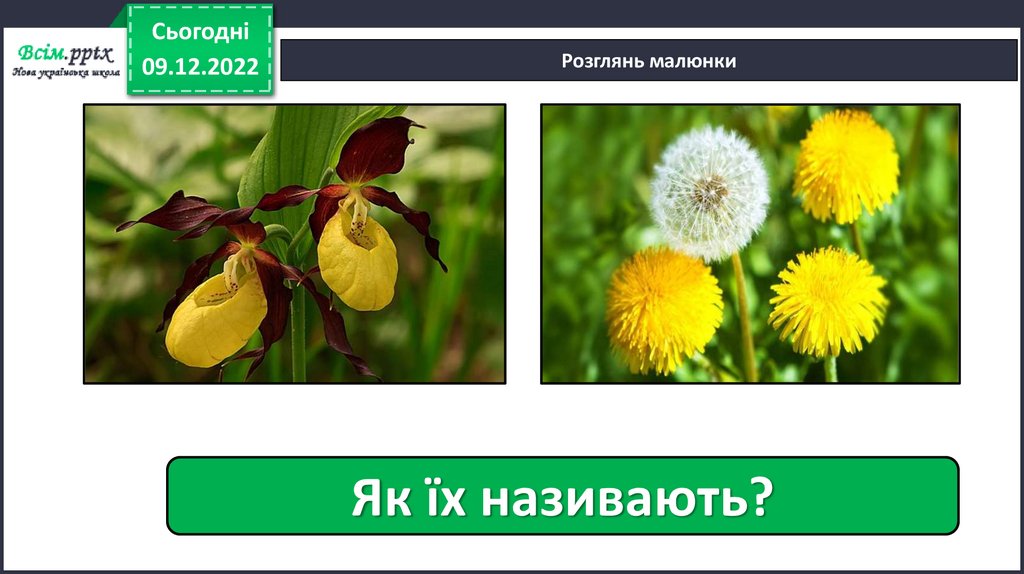 Червона книга України Рідкісні рослини Урок №36 презентация онлайн