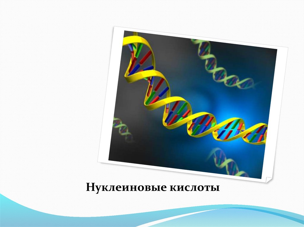 Нуклеиновые кислоты презентация онлайн