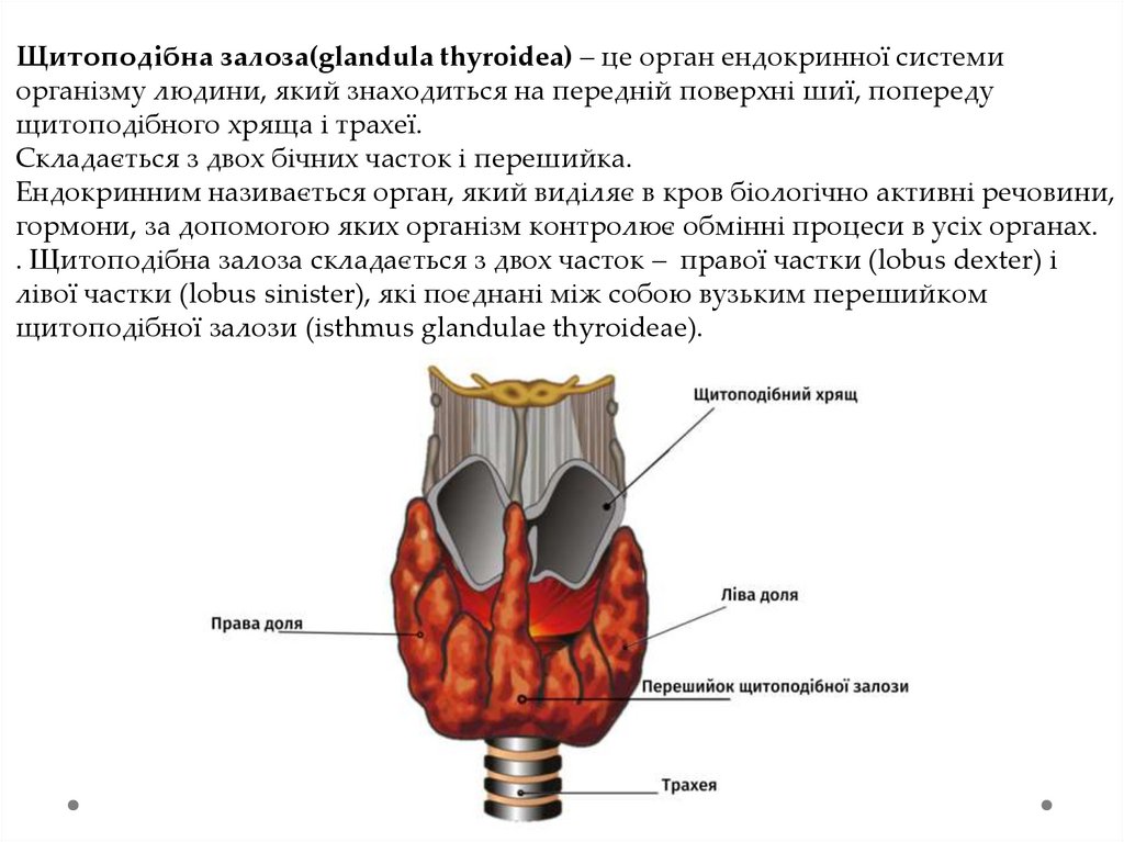Щитоподібна залоза Гормони їх фізіологічне значення презентация онлайн