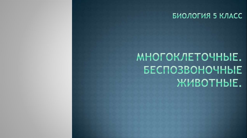 Многоклеточные. Беспозвоночные животные - презентация онлайн