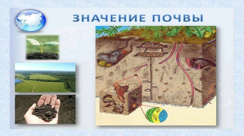 Почва - презентация онлайн