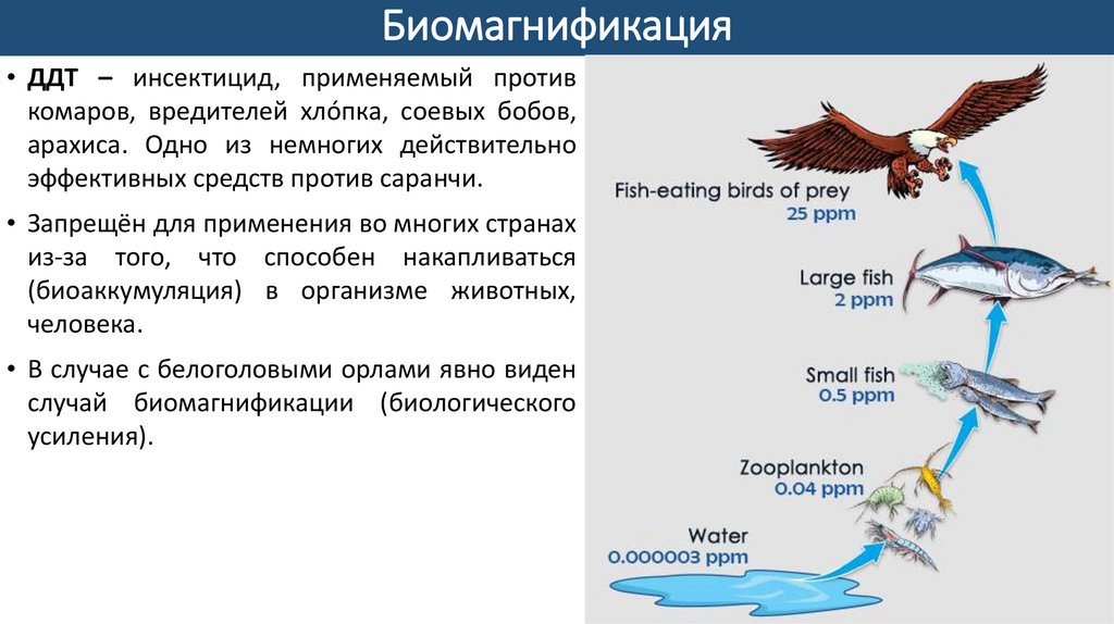 PPT Energy flow. Biomagnification - презентация онлайн