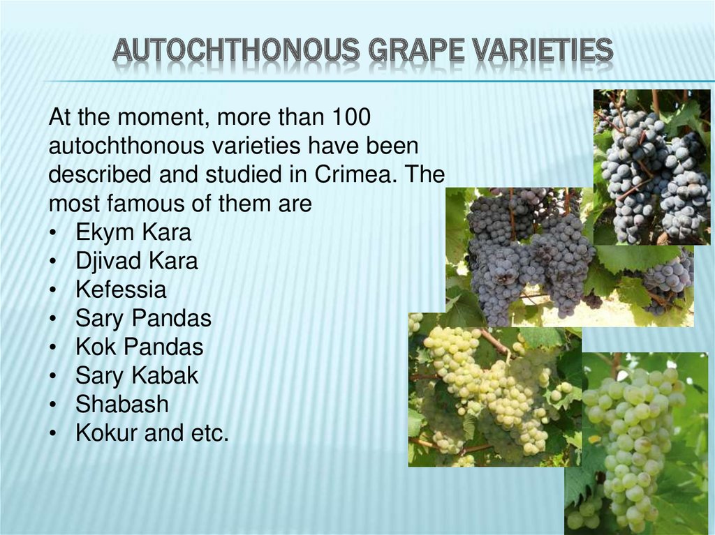 Autochthonous grape varieties as a cultural heritage of Crimea ...